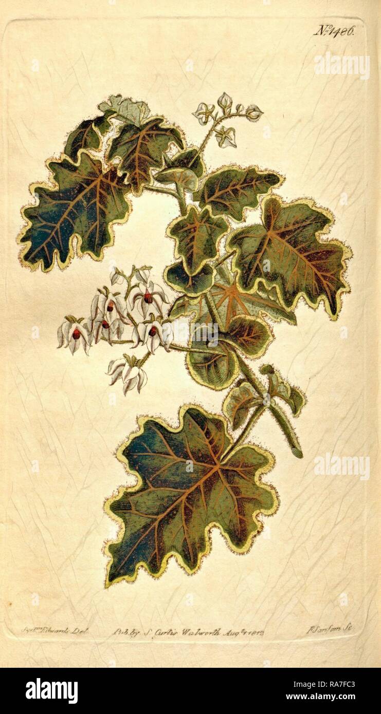 Botanical print by Sydenham Teast Edwards 1768 – 1819, Sydenham Edwards ...