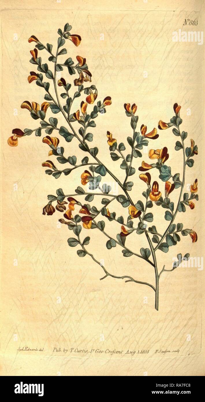 Botanical print by Sydenham Teast Edwards 1768 – 1819, Sydenham Edwards ...