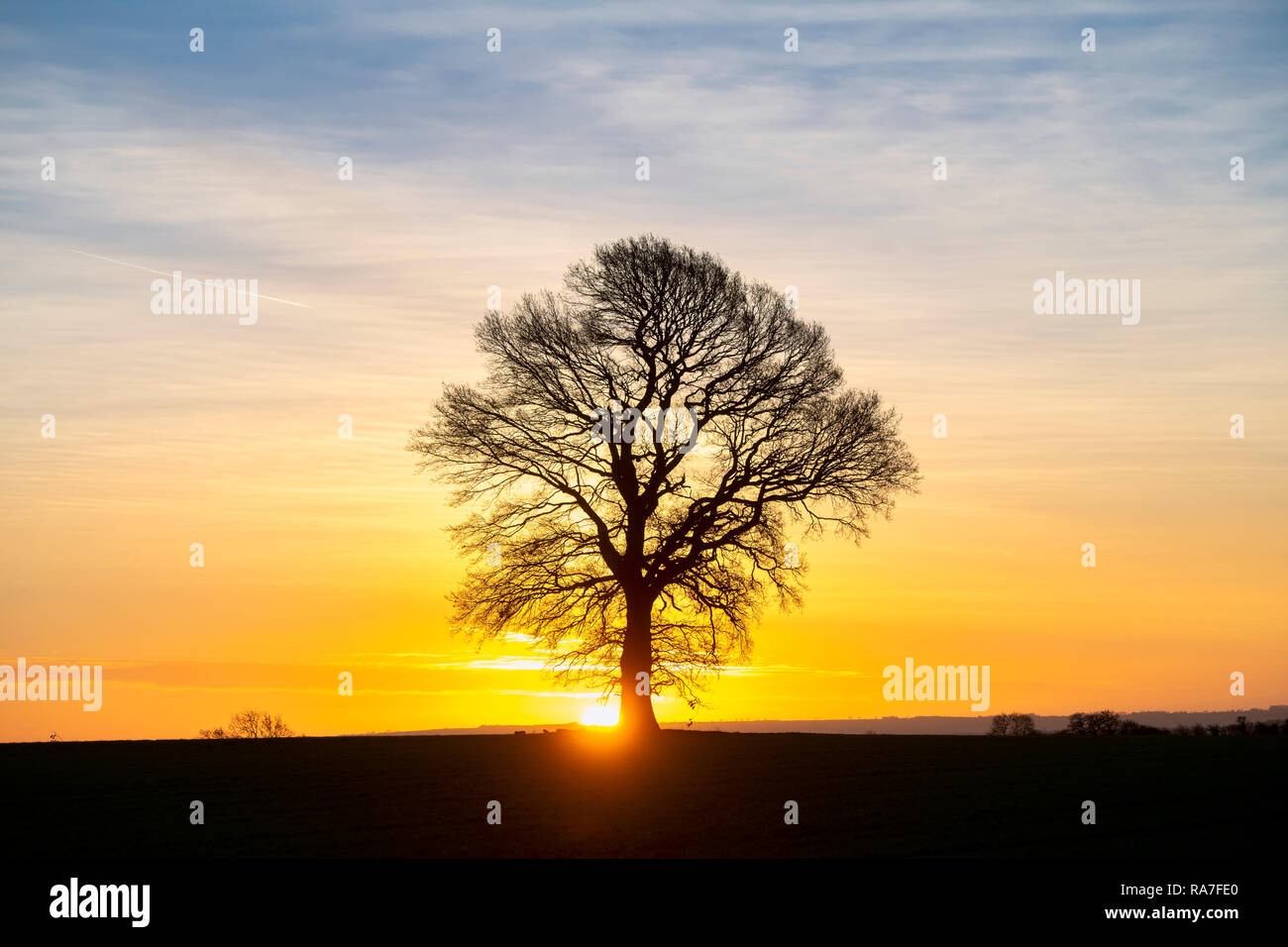 Quercus. Oak Tree sunrise silhouette in the cotswold countryside ...
