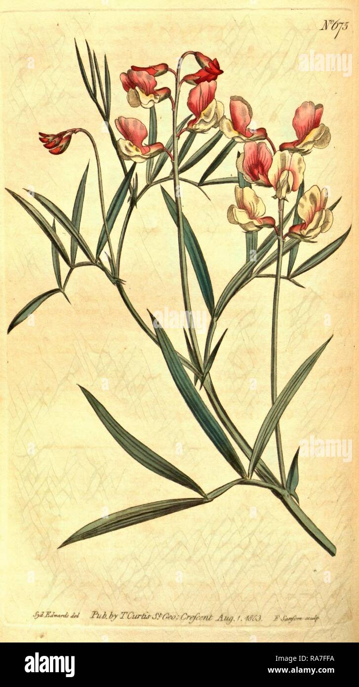 Botanical print by Sydenham Teast Edwards 1768 – 1819, Sydenham Edwards ...