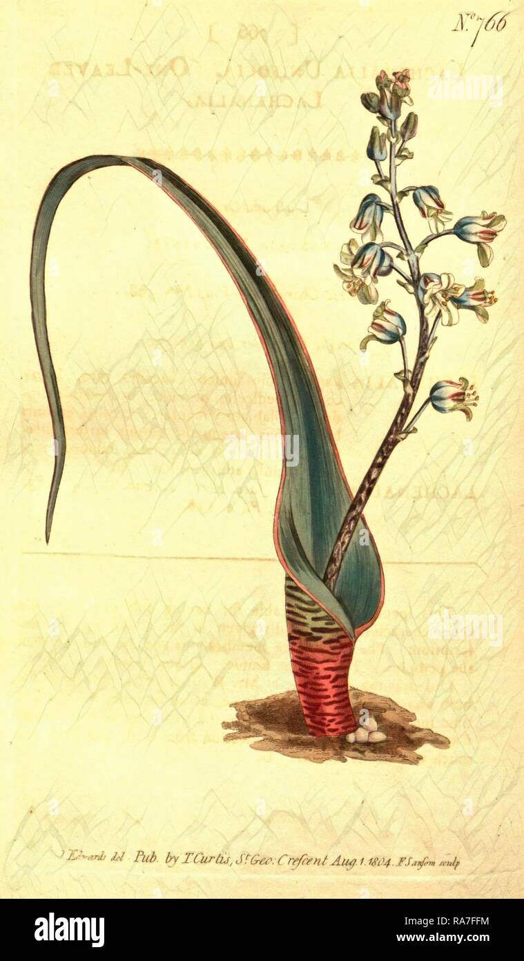 Botanical print by Sydenham Teast Edwards 1768 – 1819, Sydenham Edwards ...