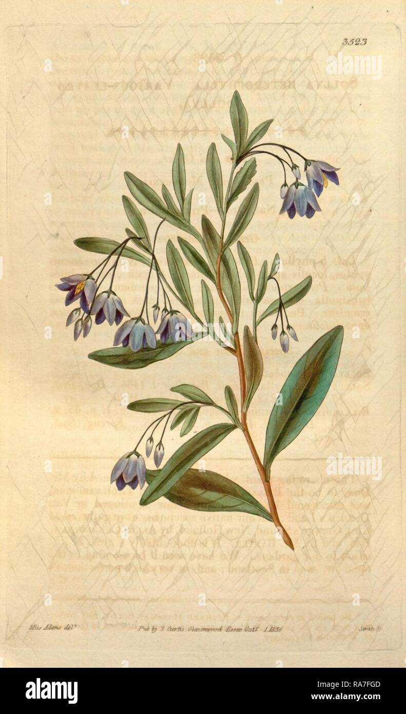 Botanical print or English natural history illustration by Joseph Swan ...