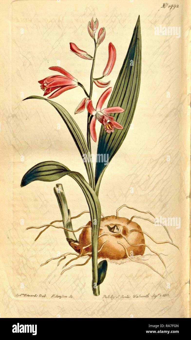 Botanical print by Sydenham Teast Edwards 1768 – 1819, Sydenham Edwards ...