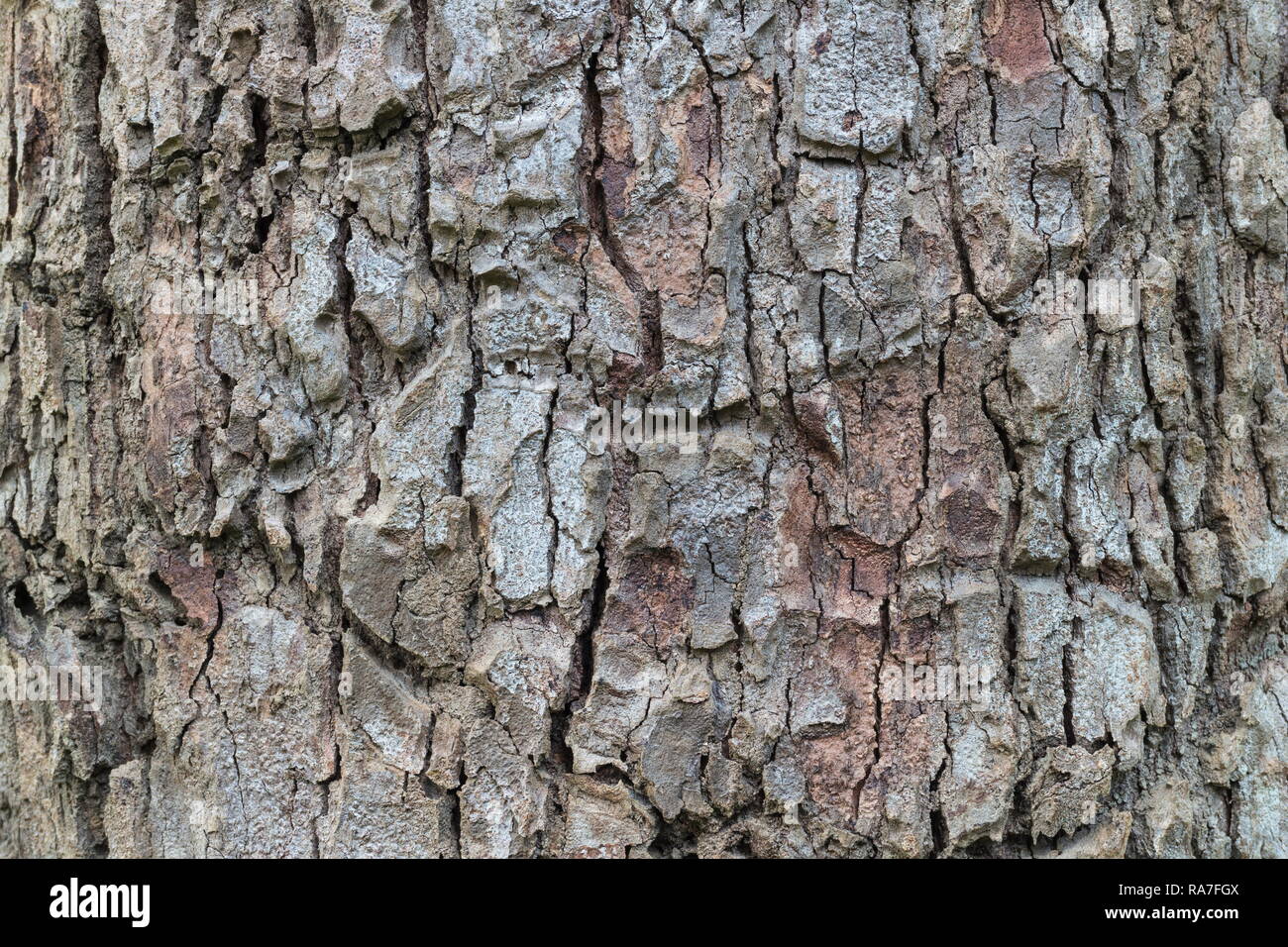 Surface of Tree bark texture background Stock Photo - Alamy