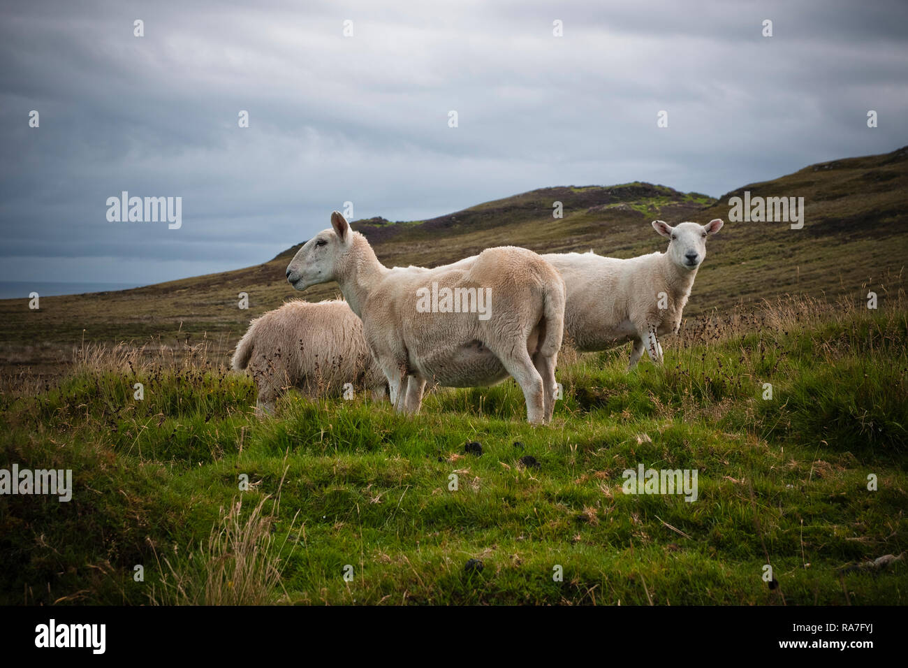 Black face sheep scotland highlands hi-res stock photography and images ...