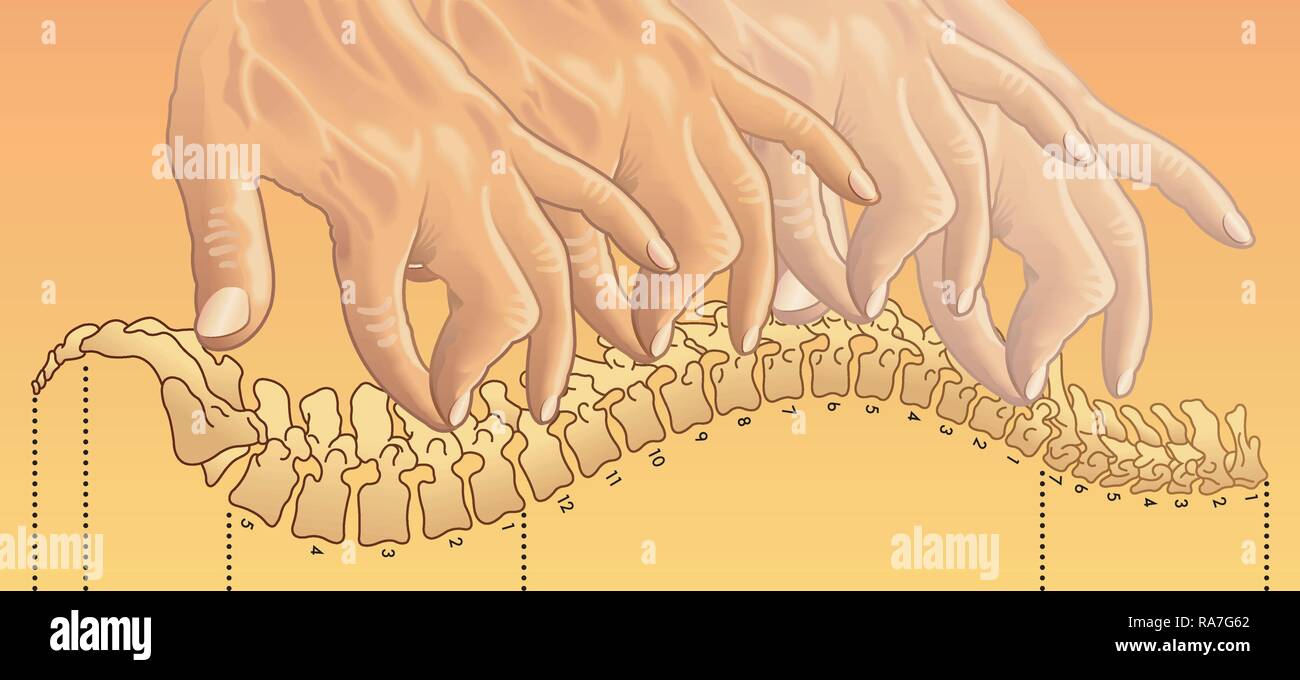 Spinal manipulation Stock Vector Images - Alamy