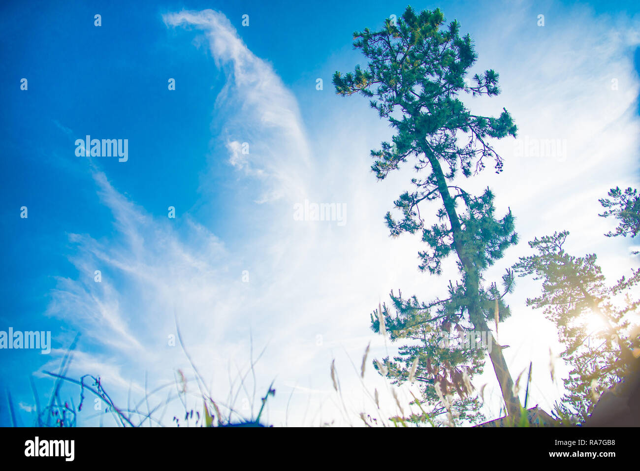 Tree of Amaharashi beach in Toyama, Japan. Japan is a country located ...