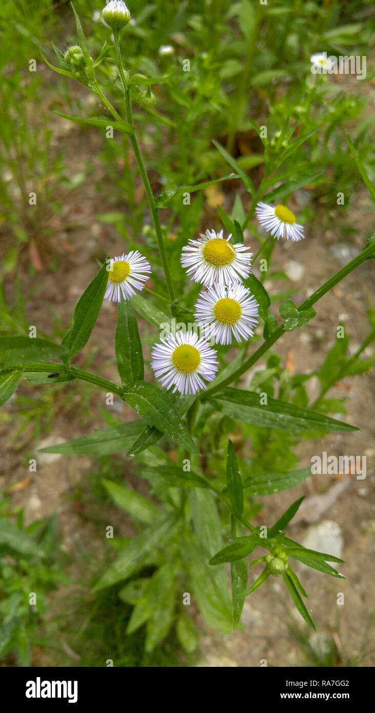 Beautiful daisy hi-res stock photography and images - Alamy