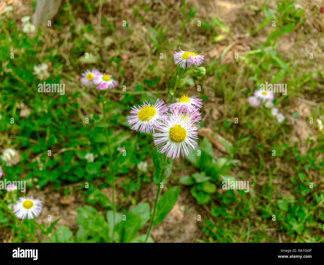 Beautiful daisy in the garden Stock Photo - Alamy