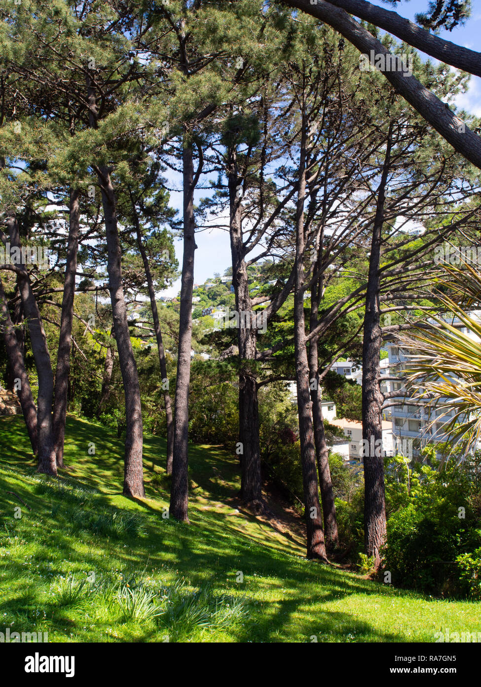 Tall pine trees cast long shadows across a grassy hillside in ...