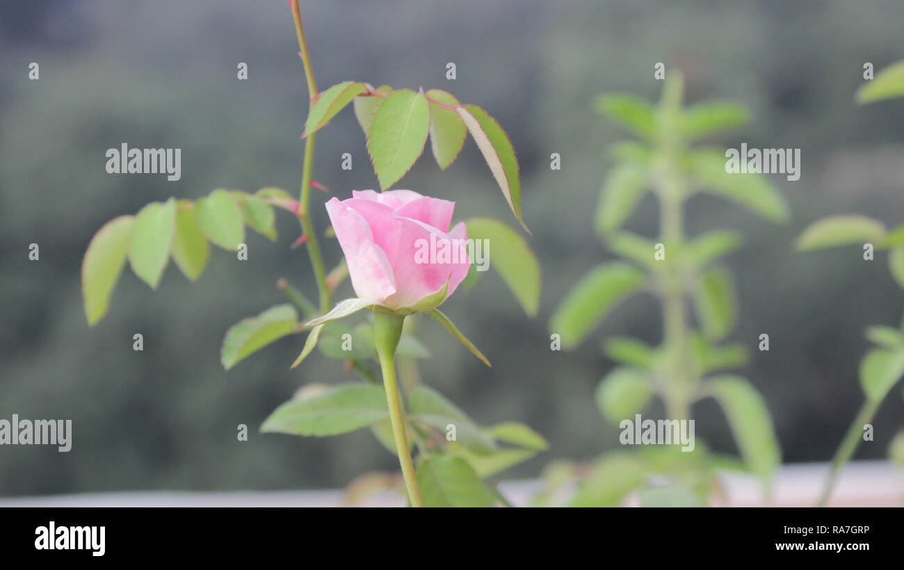 Rosa multiflora tree hi-res stock photography and images - Alamy