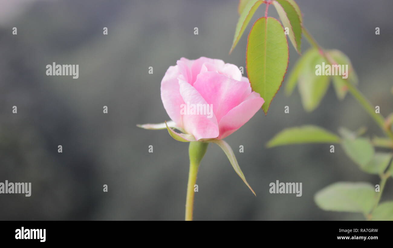 Rose example hi-res stock photography and images - Alamy