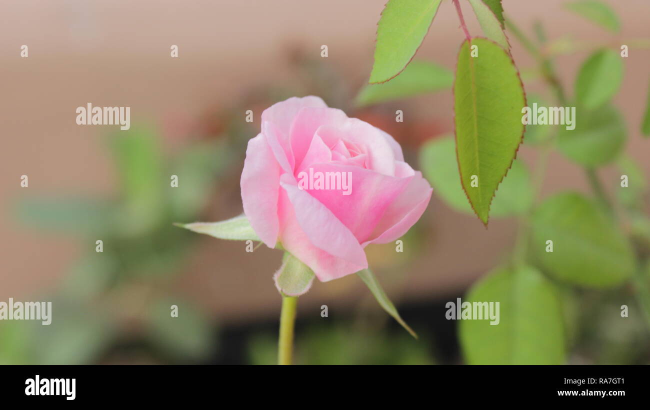 Rosa multiflora flower hi-res stock photography and images - Alamy