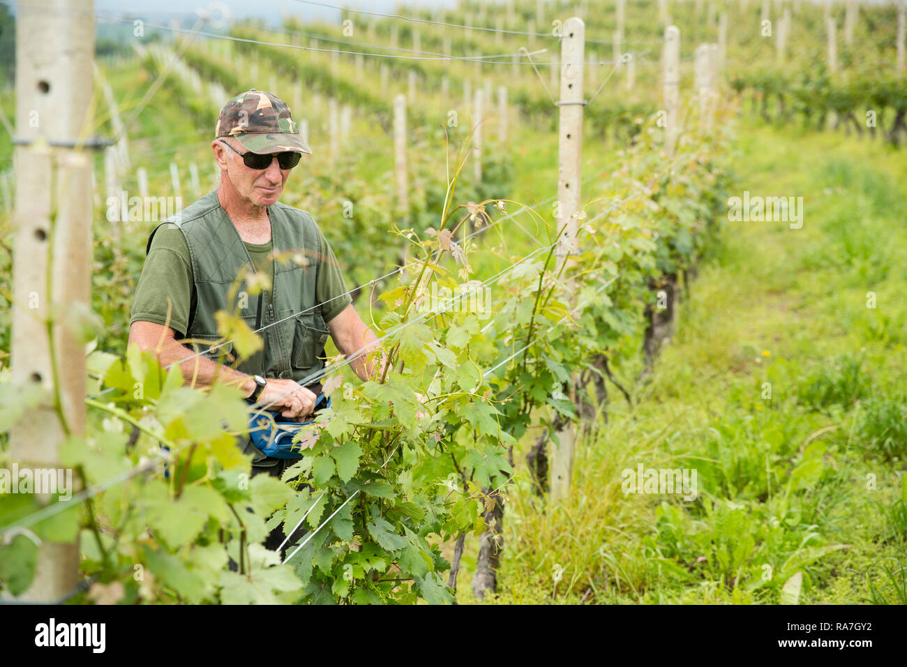 Grape fields in italy hi-res stock photography and images - Alamy