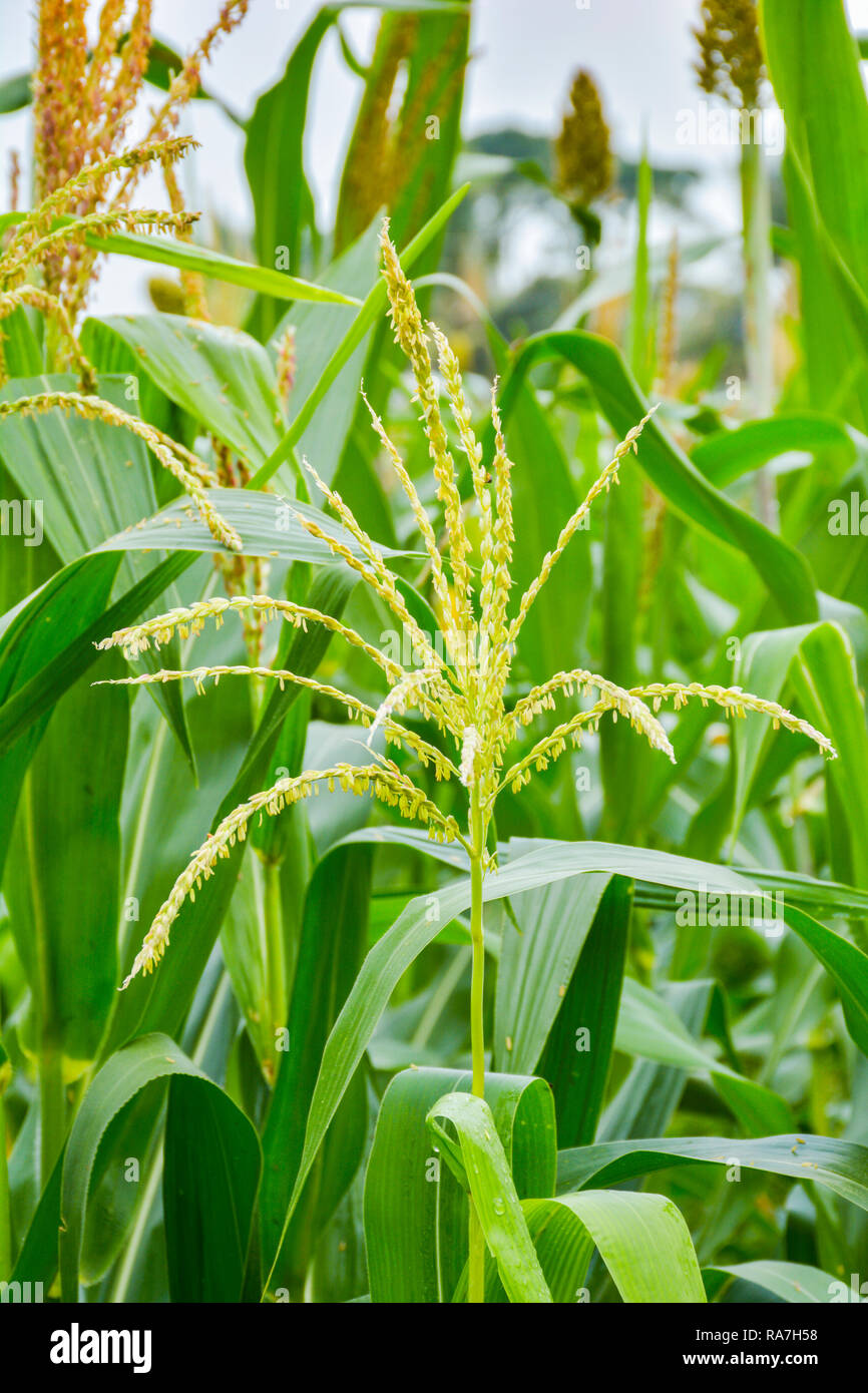 Millet in the agriculture field Stock Photo - Alamy
