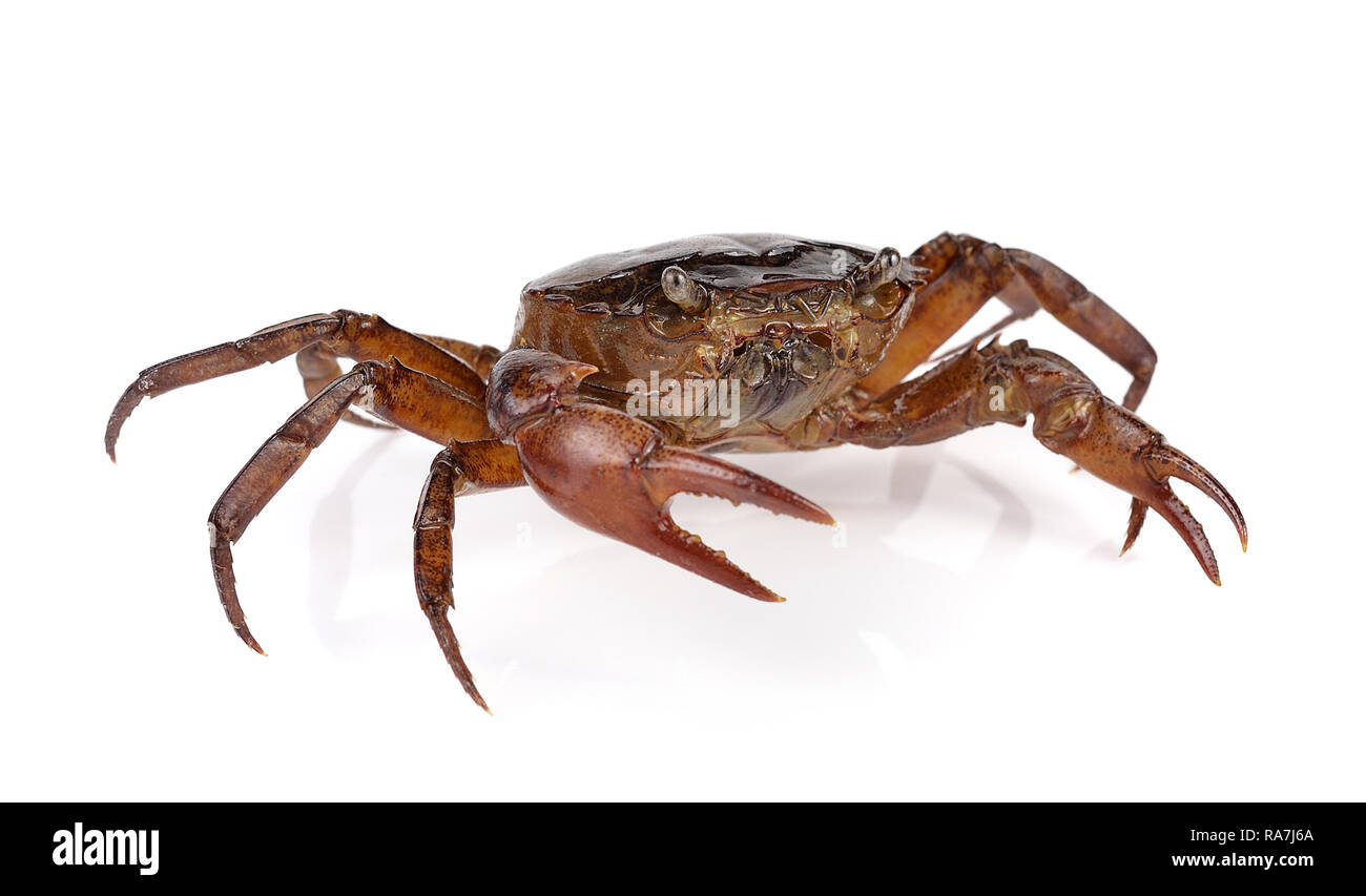 crab on white background Stock Photo - Alamy