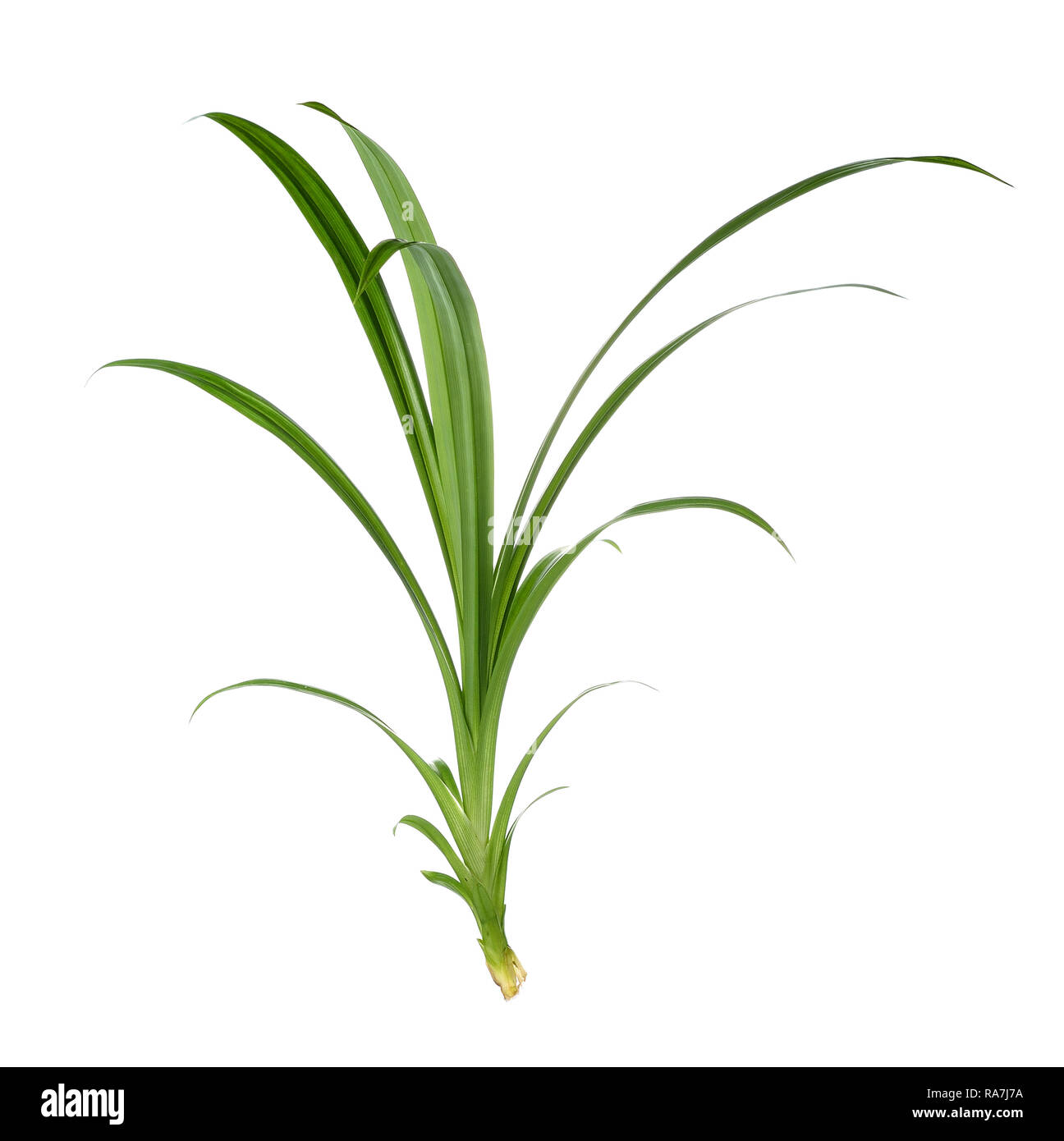 Pandan Leaves on white background Stock Photo - Alamy