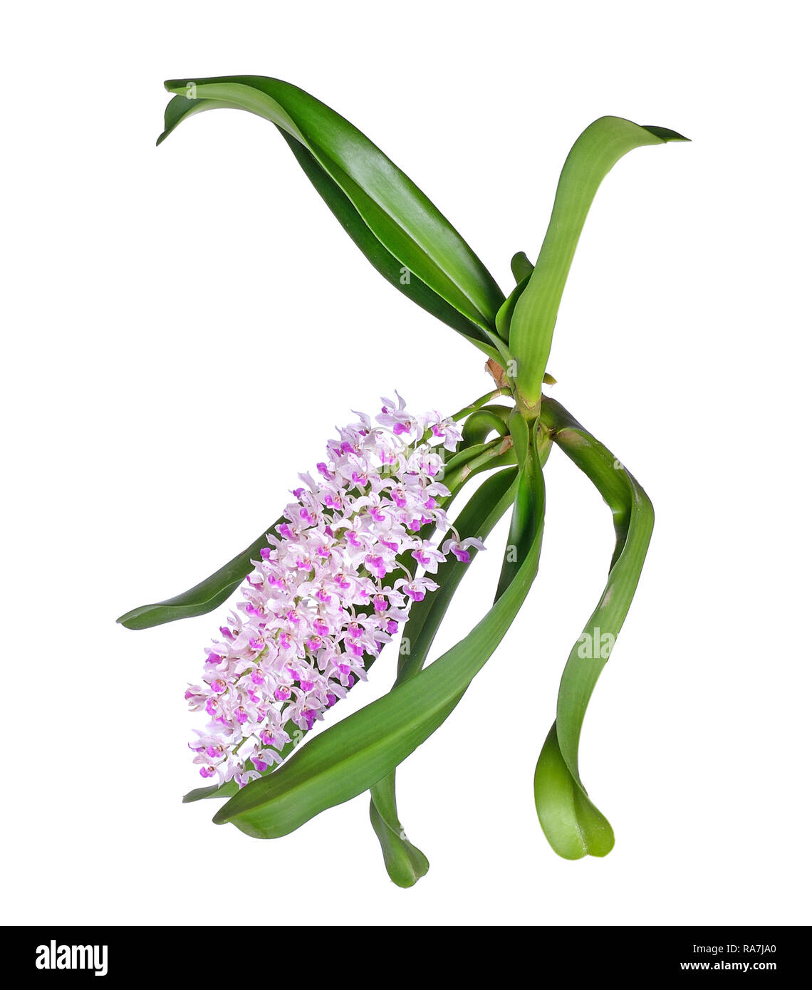 Rhynchostylis isolated on white background Stock Photo - Alamy