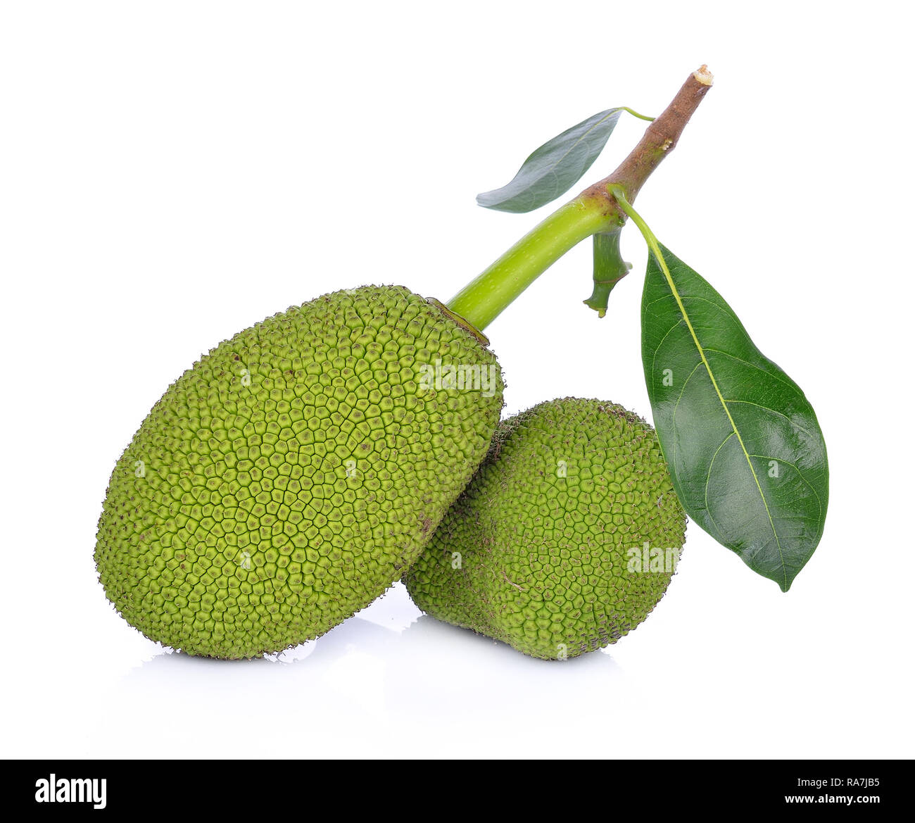 young fruit jackfruit on white background Stock Photo - Alamy
