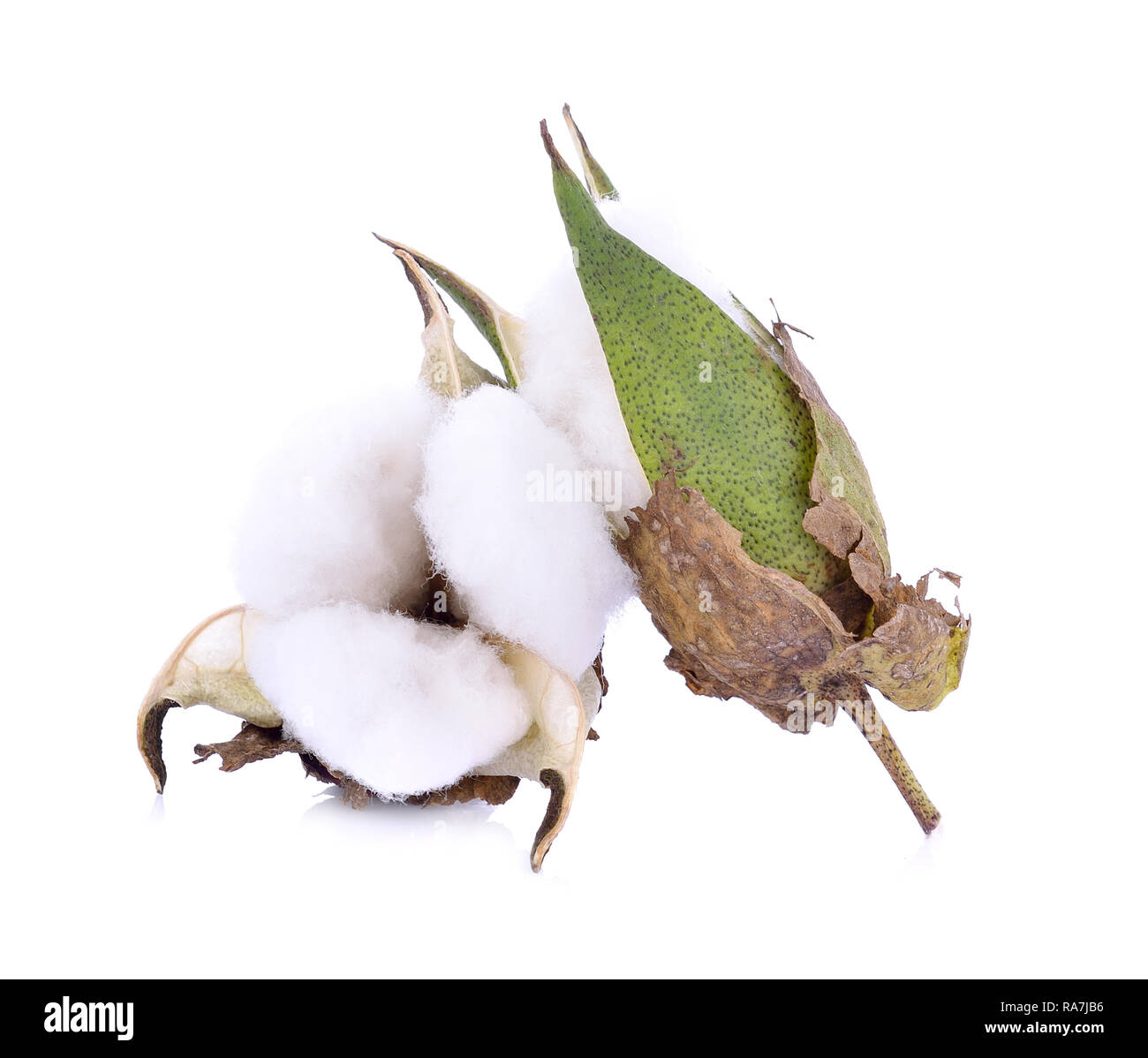 Cotton plant flower isolated on white background Stock Photo - Alamy