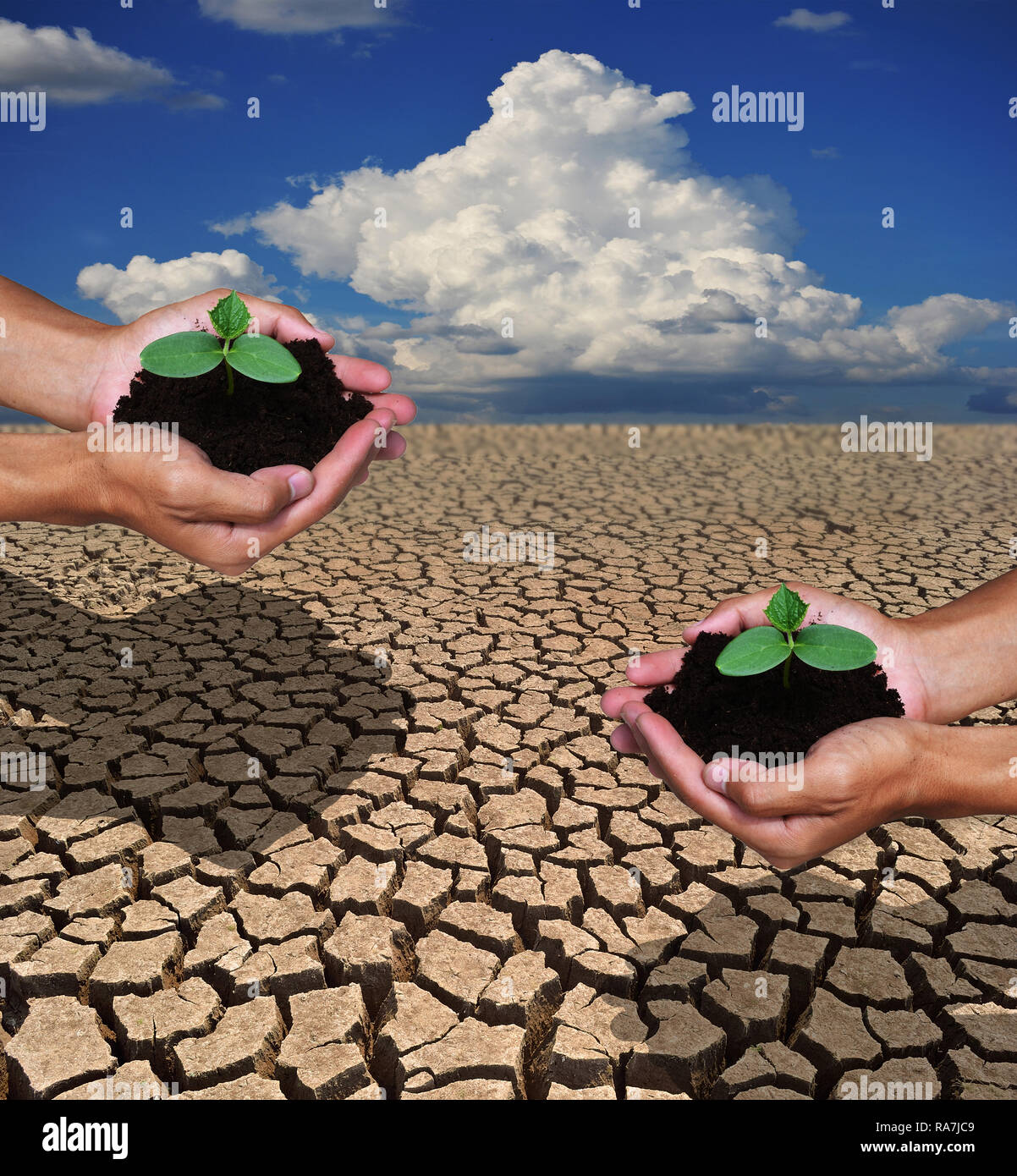 hands planting a tree.Complete soil into the land, but the drought ...