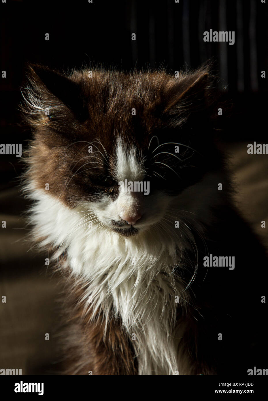 Long Haired Kitten High Resolution Stock Photography and Images - Alamy