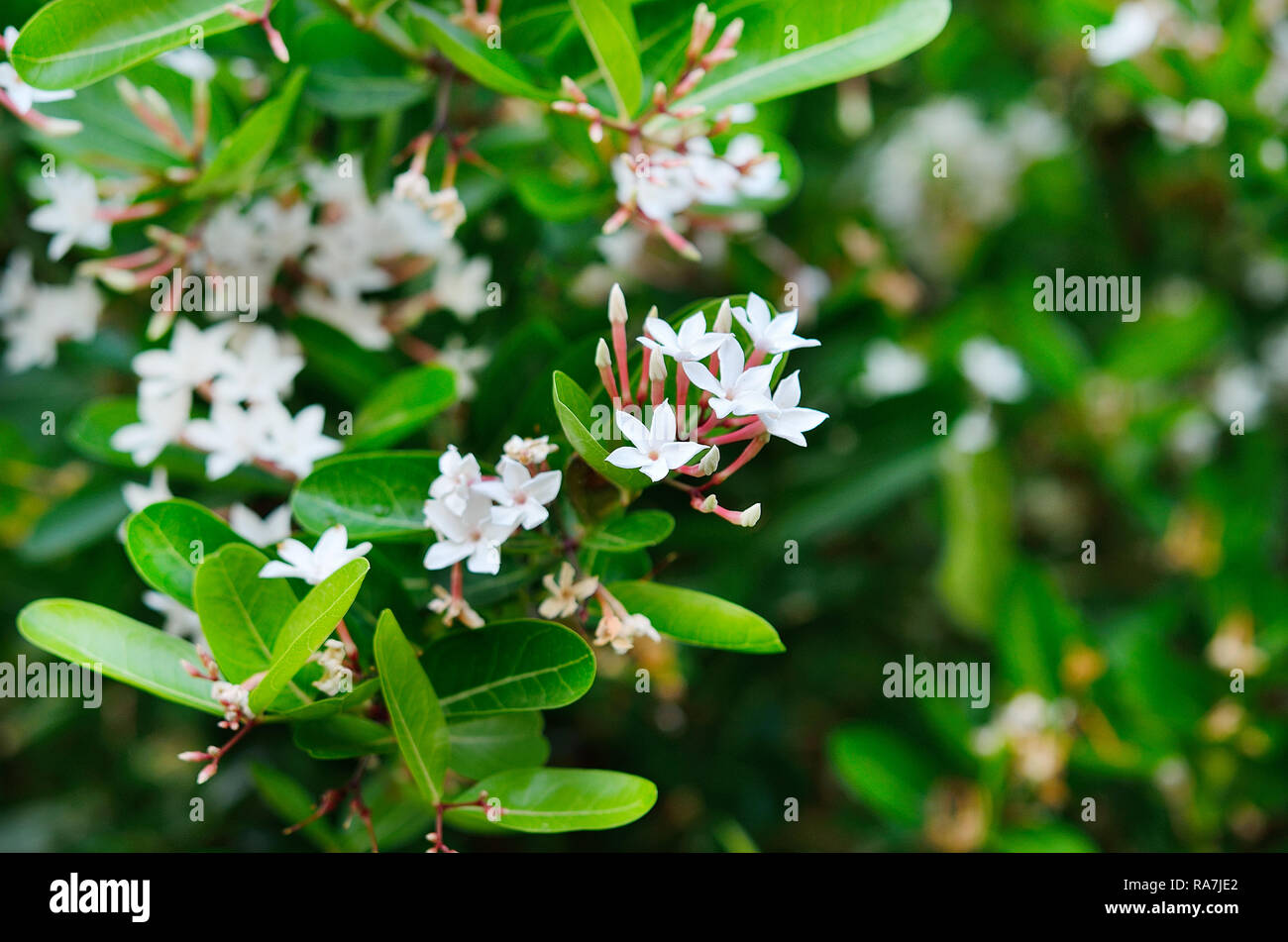 flower Karanda Stock Photo - Alamy