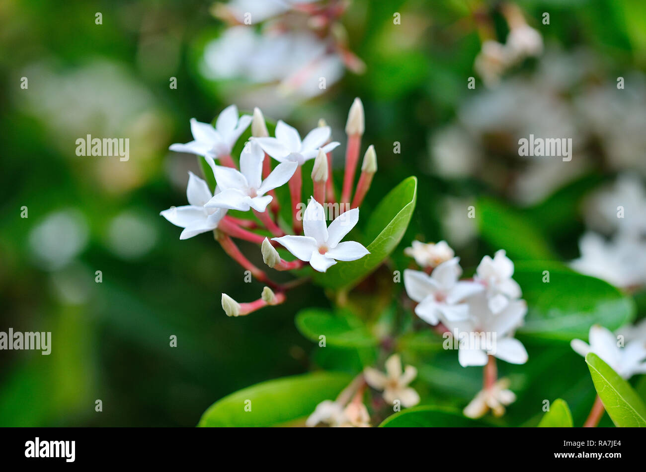 flower Karanda Stock Photo - Alamy