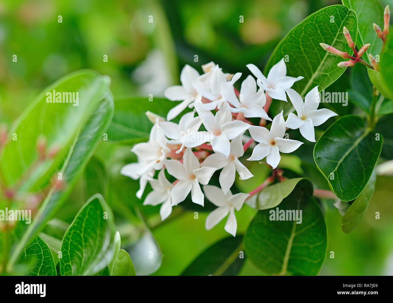 flower Karanda Stock Photo - Alamy