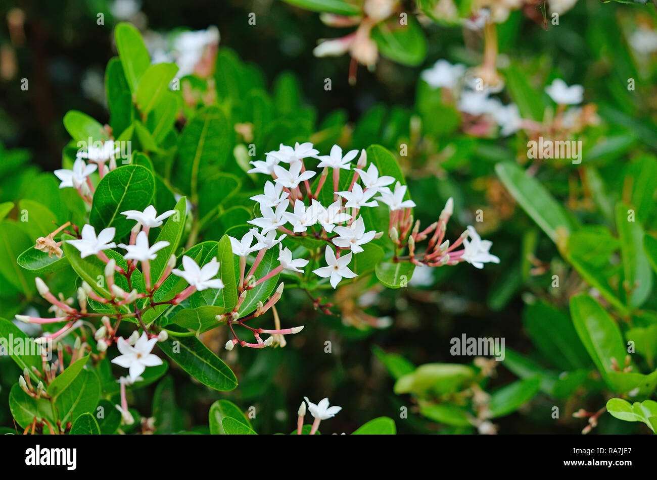 Karonda Flower High Resolution Stock Photography and Images - Alamy