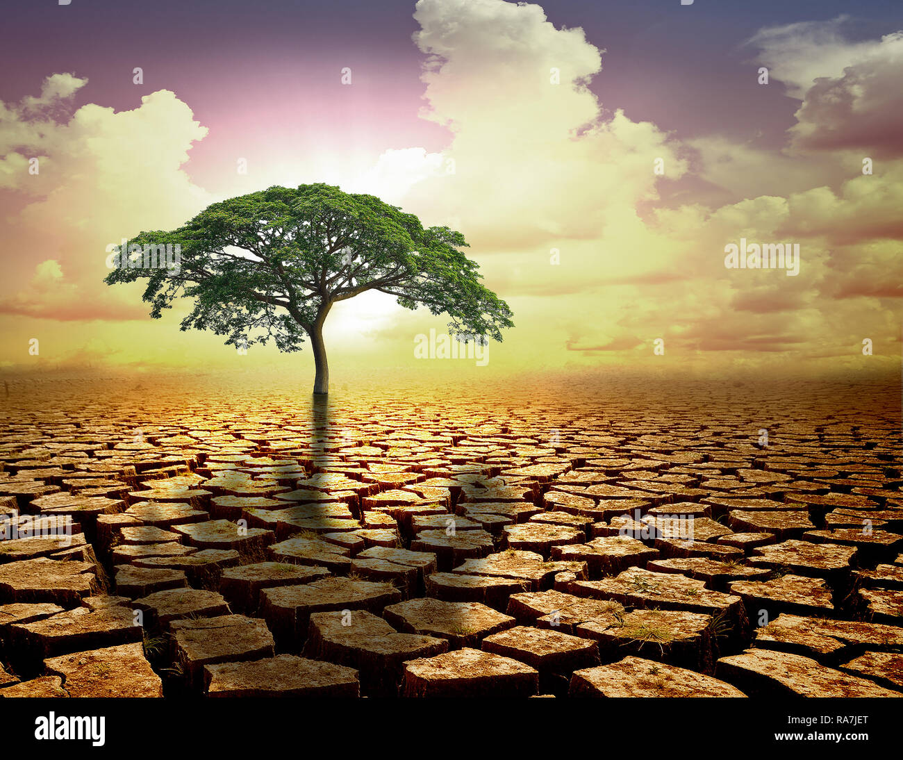 Drought tree silhouette hi-res stock photography and images - Alamy