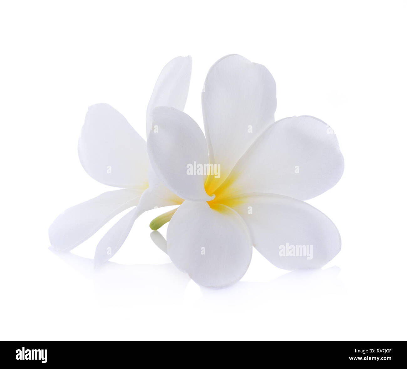 Frangipani flower isolated on white Stock Photo - Alamy