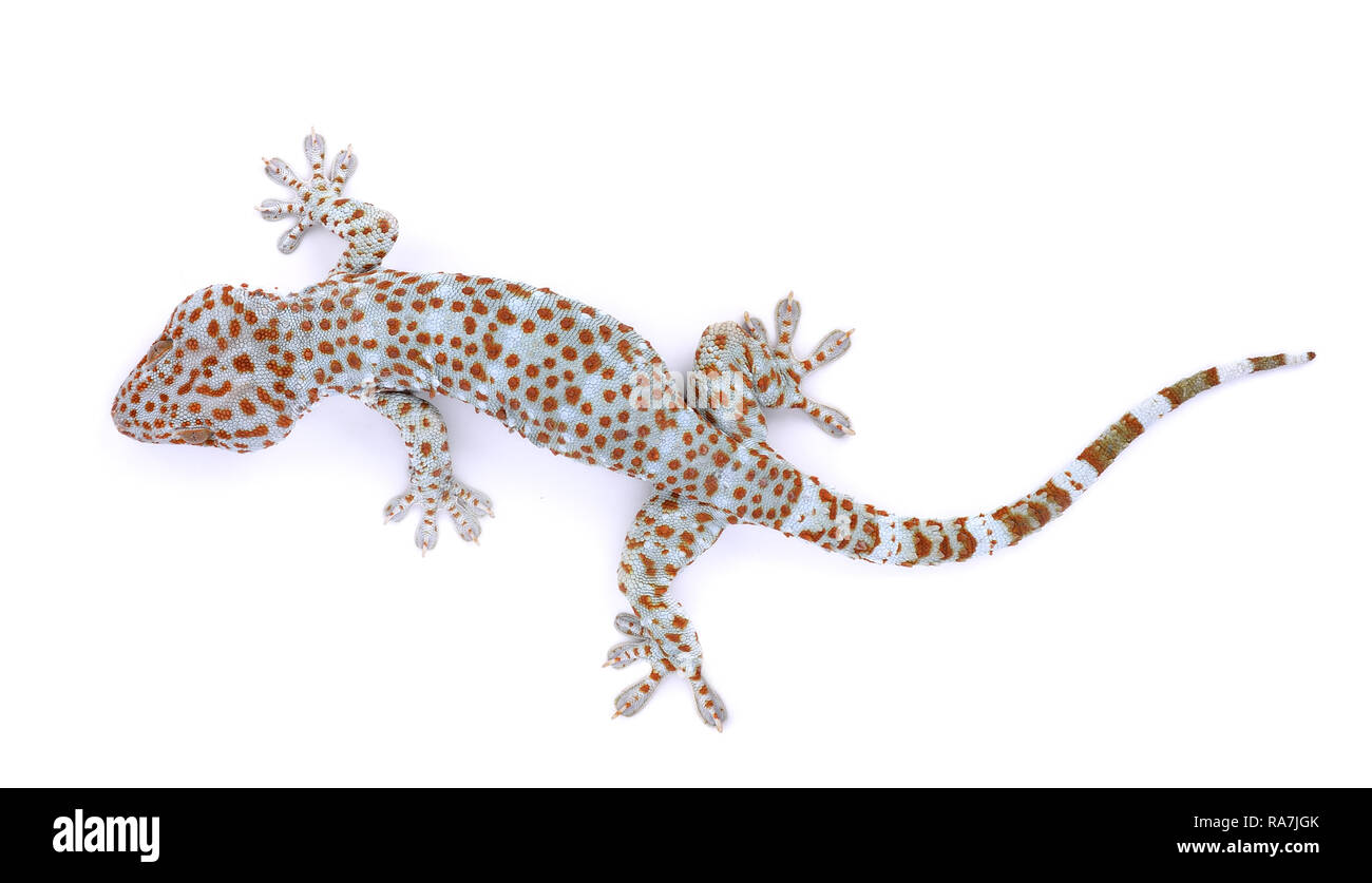 gecko isolated on white background Stock Photo - Alamy