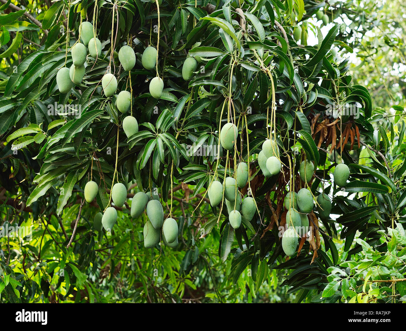Mango tree mangoes growing plant hi-res stock photography and images ...