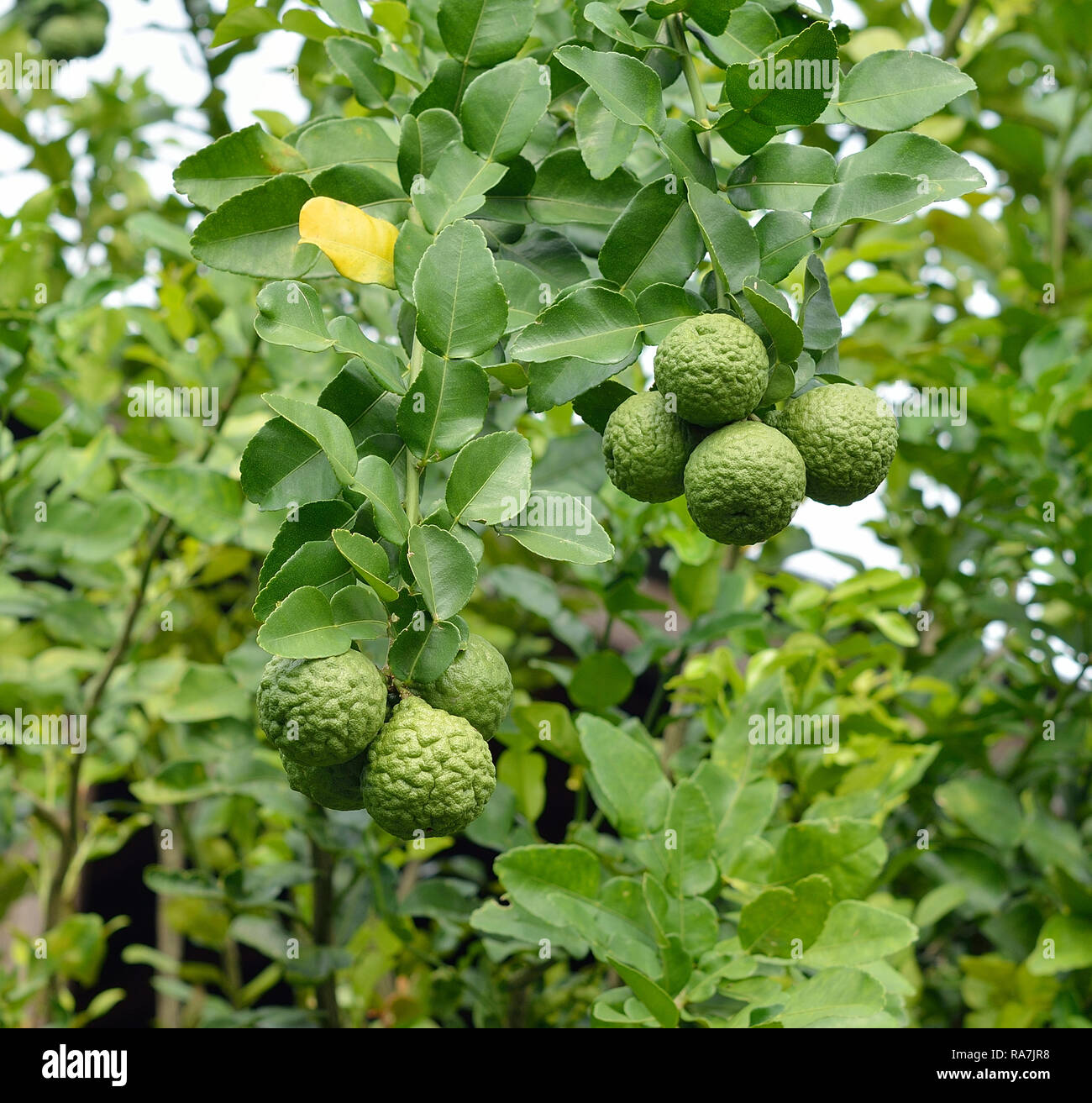 Bergamot tree hi-res stock photography and images - Alamy