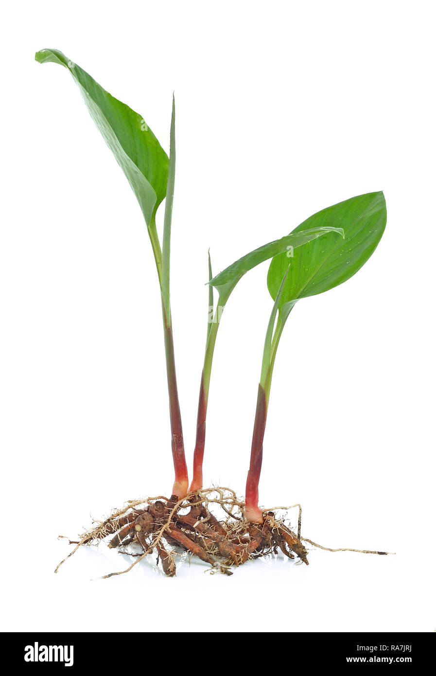 Galingale isolated on white background Stock Photo - Alamy