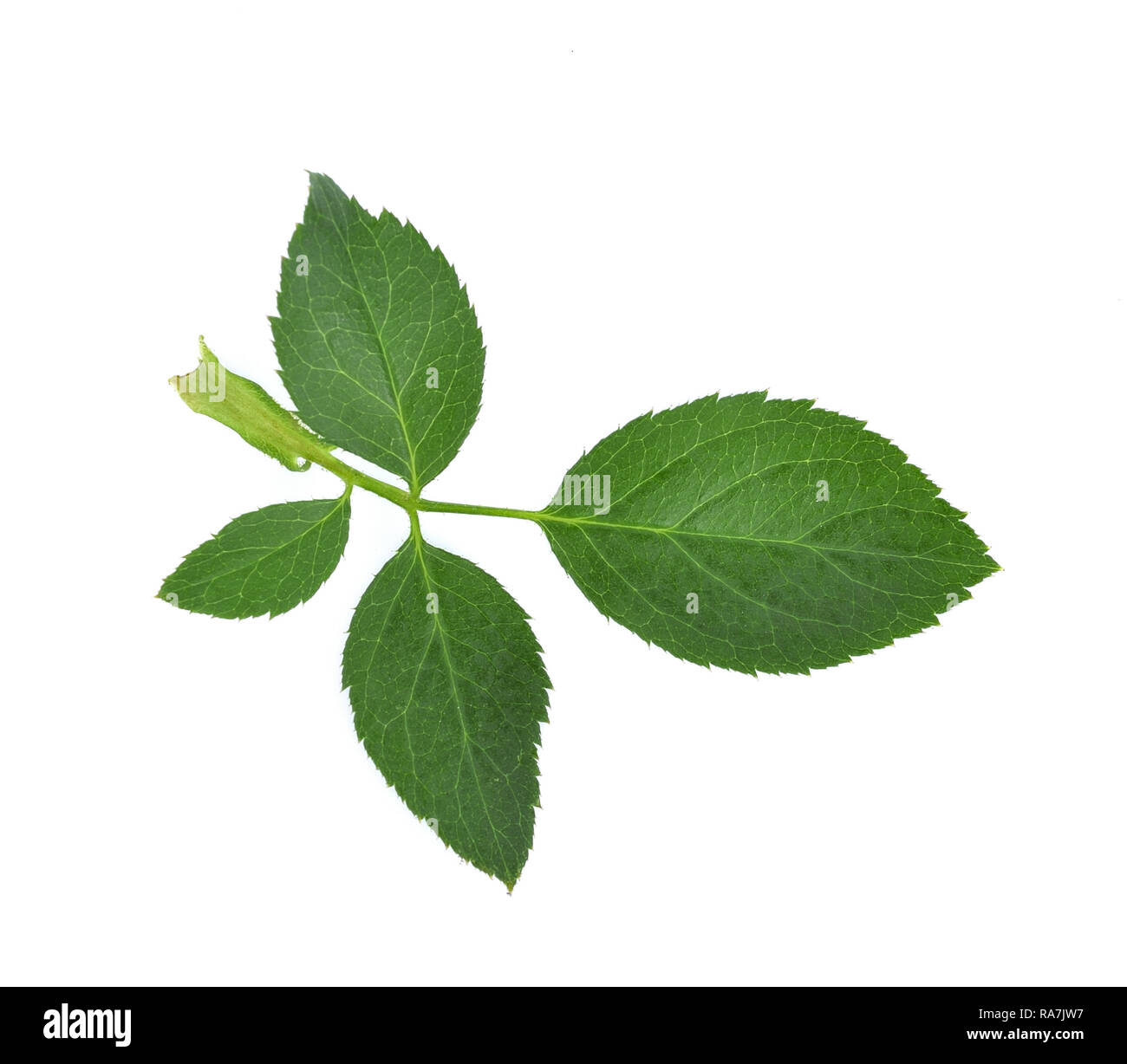Green rose leaf isolated on white background Stock Photo - Alamy