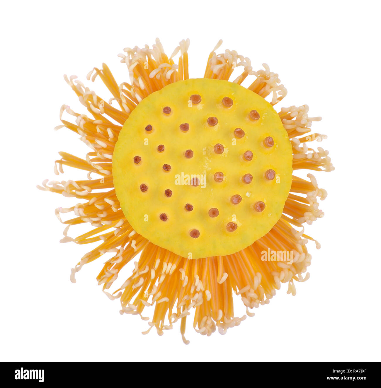 lotus pollen on white background Stock Photo - Alamy
