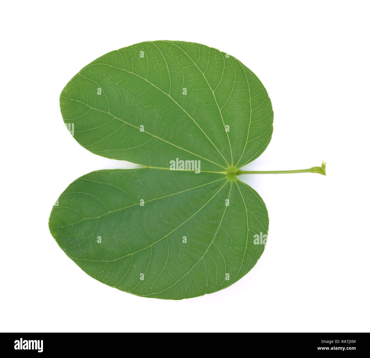 Bauhinia variegata leaf isolated on white background Stock Photo - Alamy