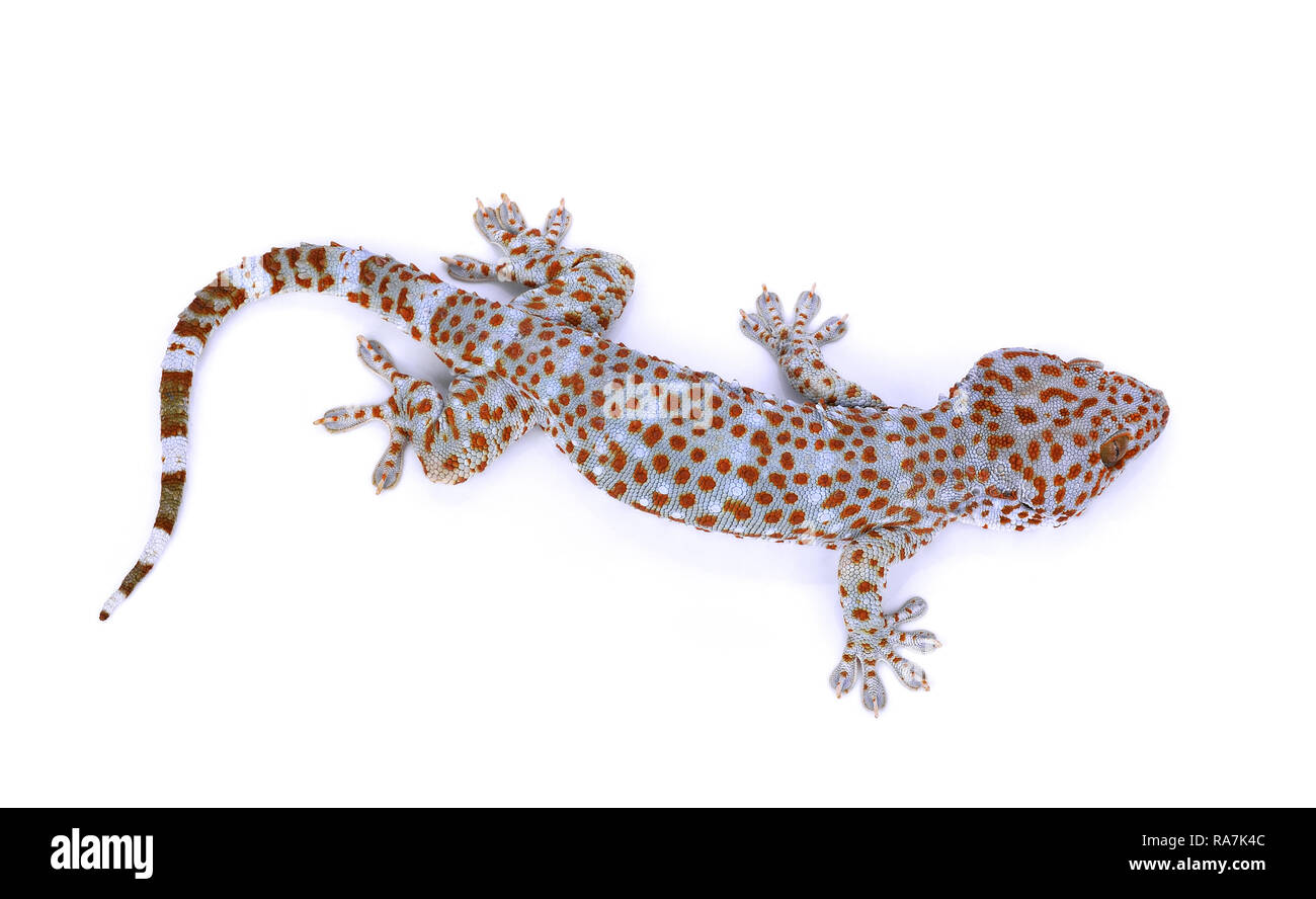 gecko isolated on white background Stock Photo - Alamy