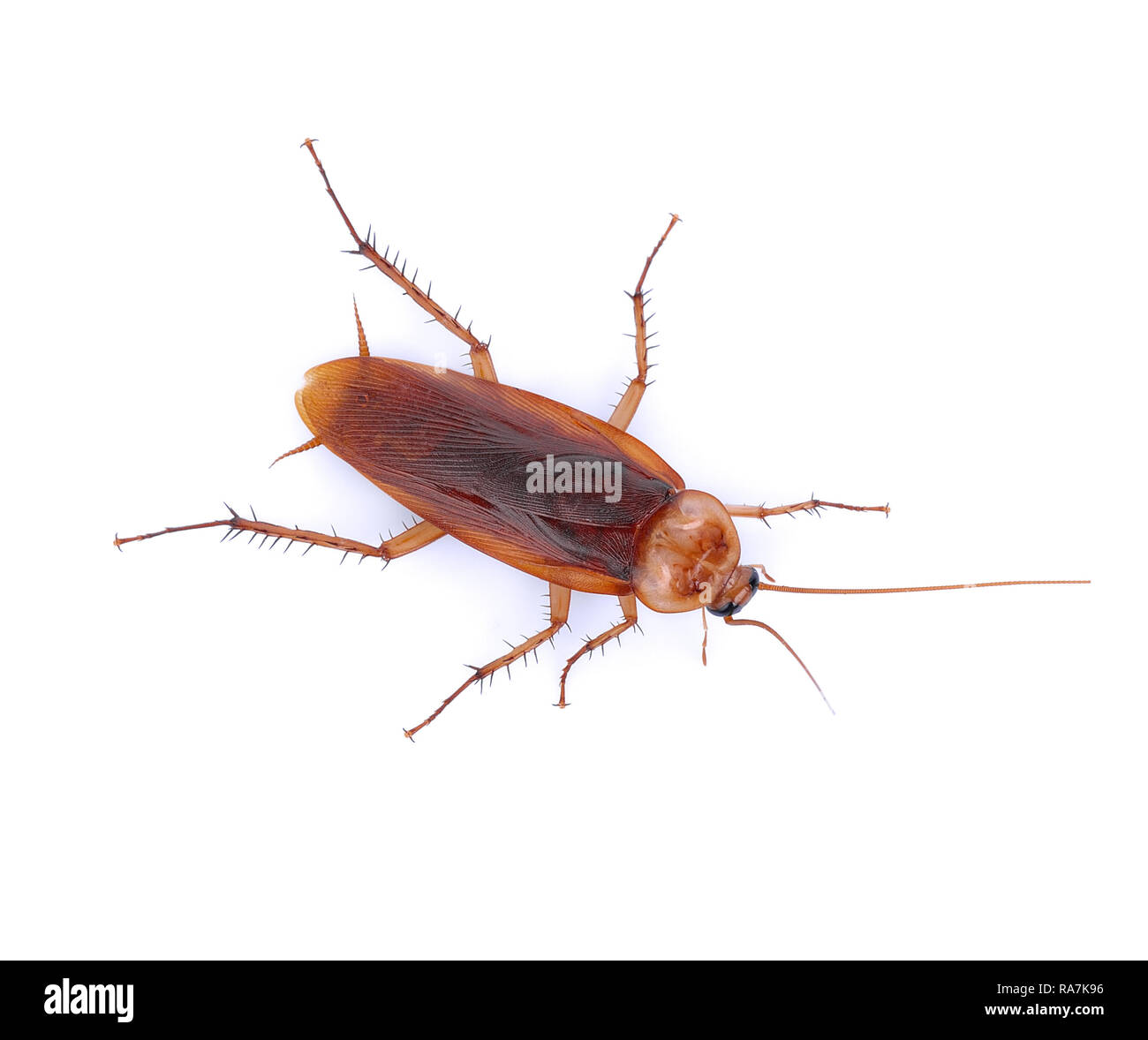 American cockroaches Cut Out Stock Images & Pictures - Alamy