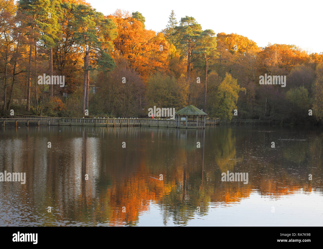 winter light on the trees in tilgate park crawley west sussex Stock ...