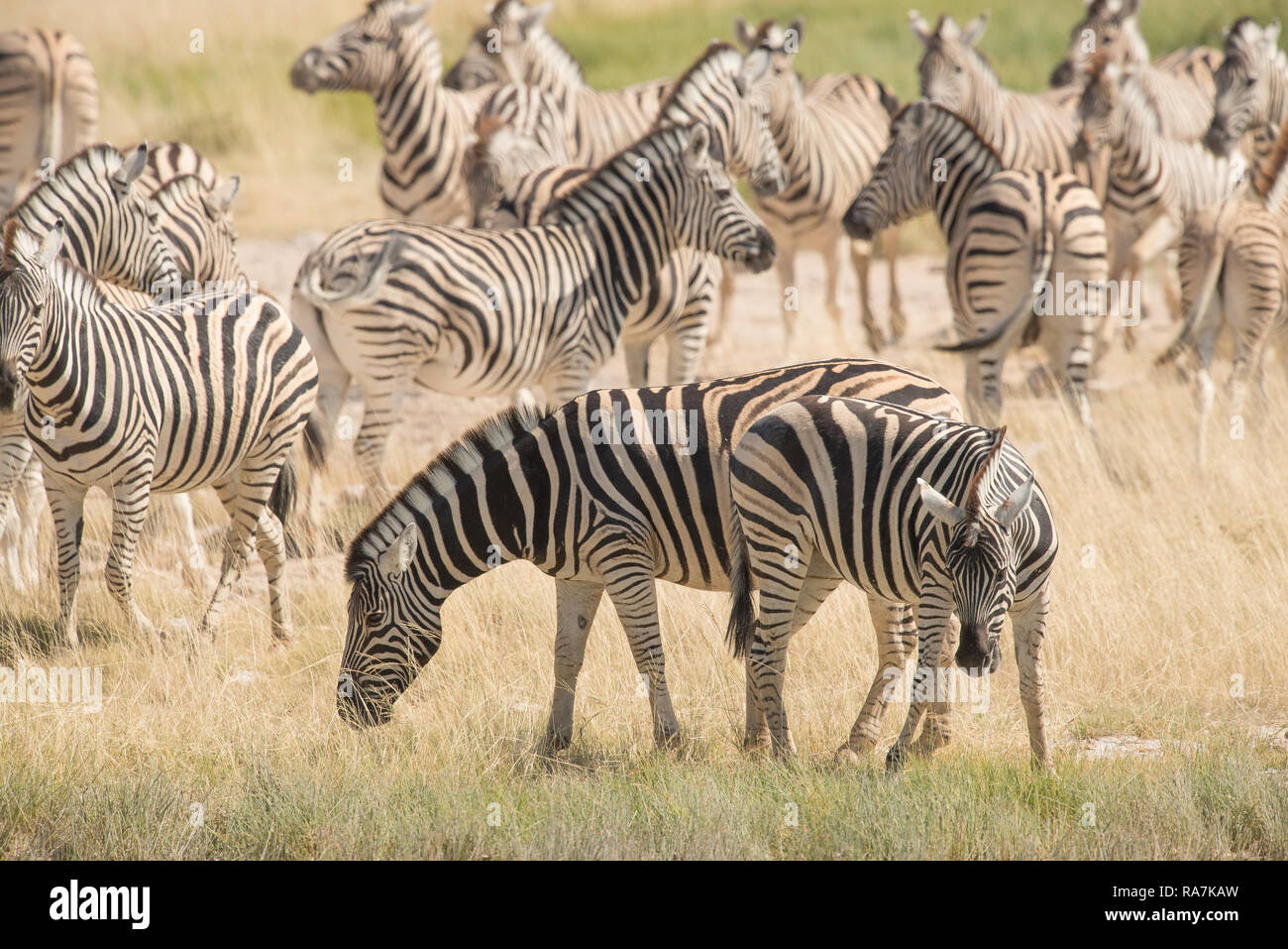 Common Zebra in landscape Stock Photo - Alamy