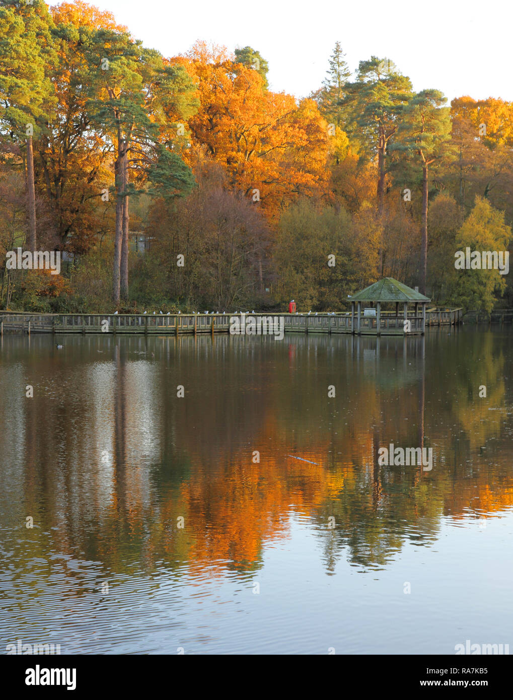 Tilgate park hi-res stock photography and images - Alamy