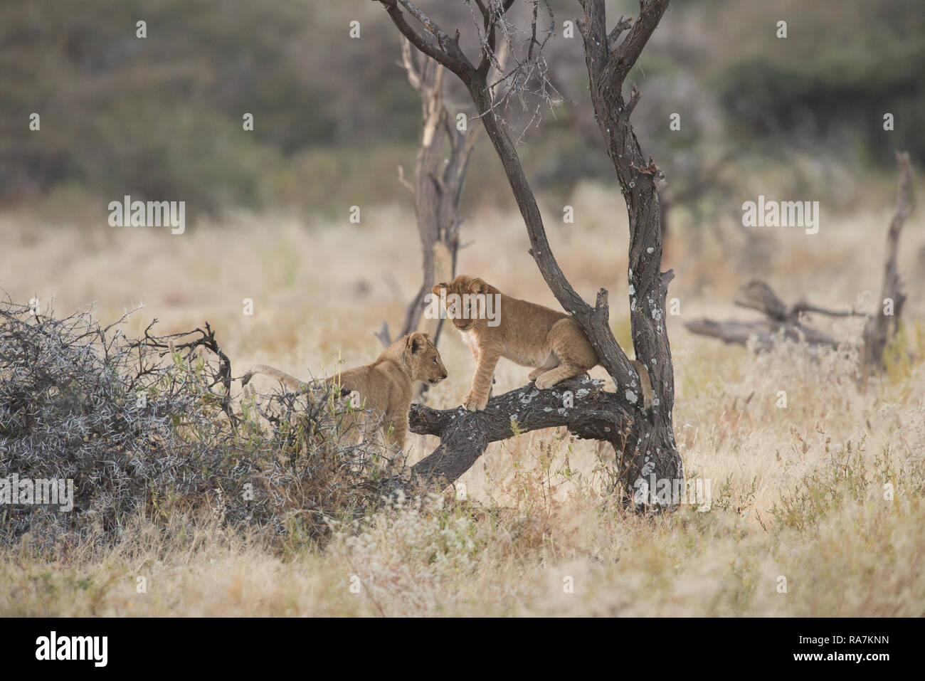 Lion cub playing around a tree Stock Photo - Alamy