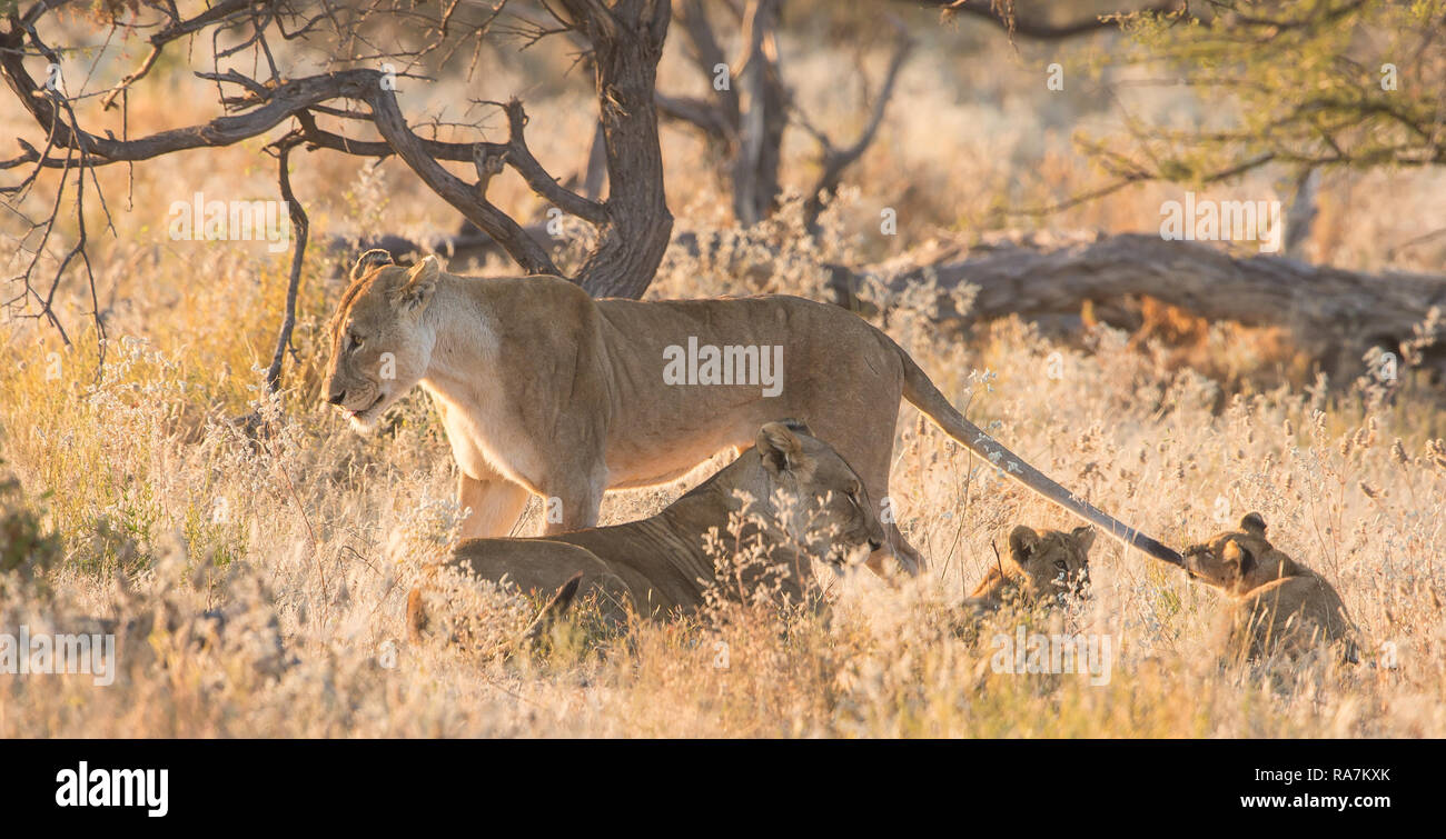 Adult and lion cub early in the morning Stock Photo - Alamy