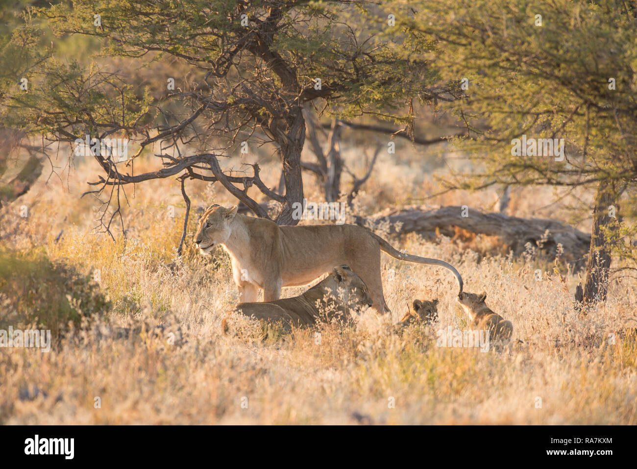 Adult and lion cub early in the morning Stock Photo - Alamy