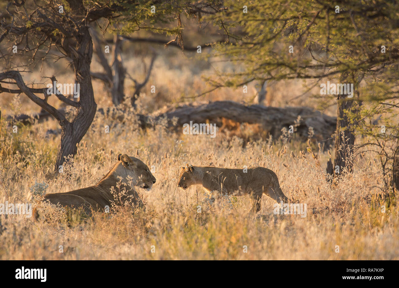 Adult and lion cub early in the morning Stock Photo - Alamy