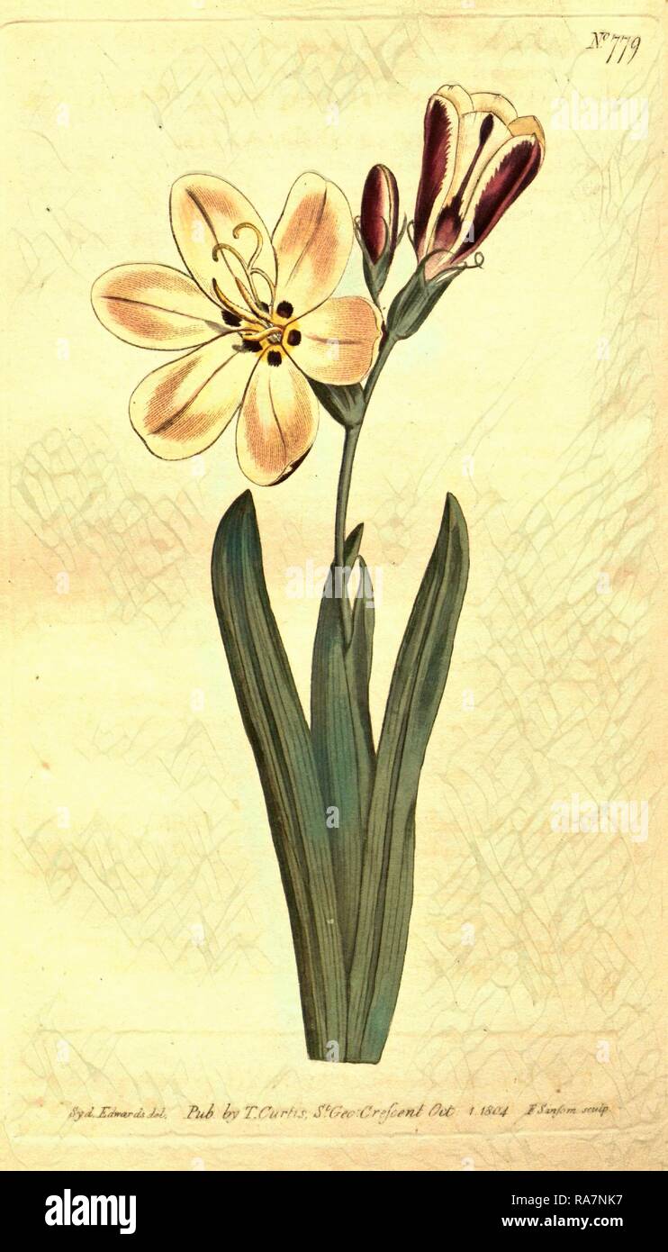 Botanical print by Sydenham Teast Edwards 1768 – 1819, Sydenham Edwards ...