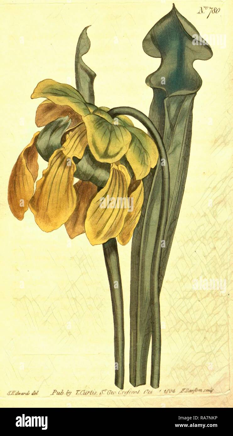 Botanical print by Sydenham Teast Edwards 1768 – 1819, Sydenham Edwards ...